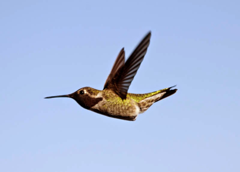 The Wayward Hawaiian: Hummingbird in Flight
