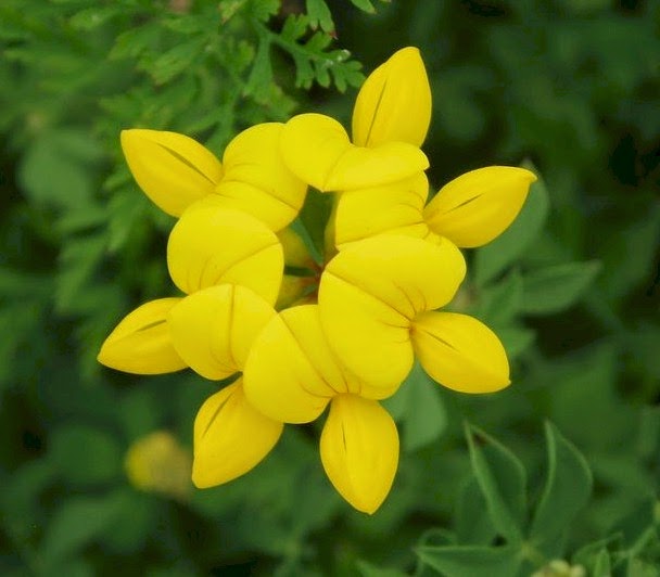 Poison Ivy - Nature's "Three Leaf Wonder": "What is it?" Wednesday ...