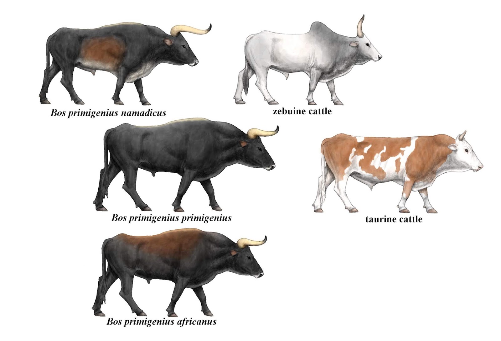 The Breeding-back Blog: B.p. namadicus: bone material + new artworks