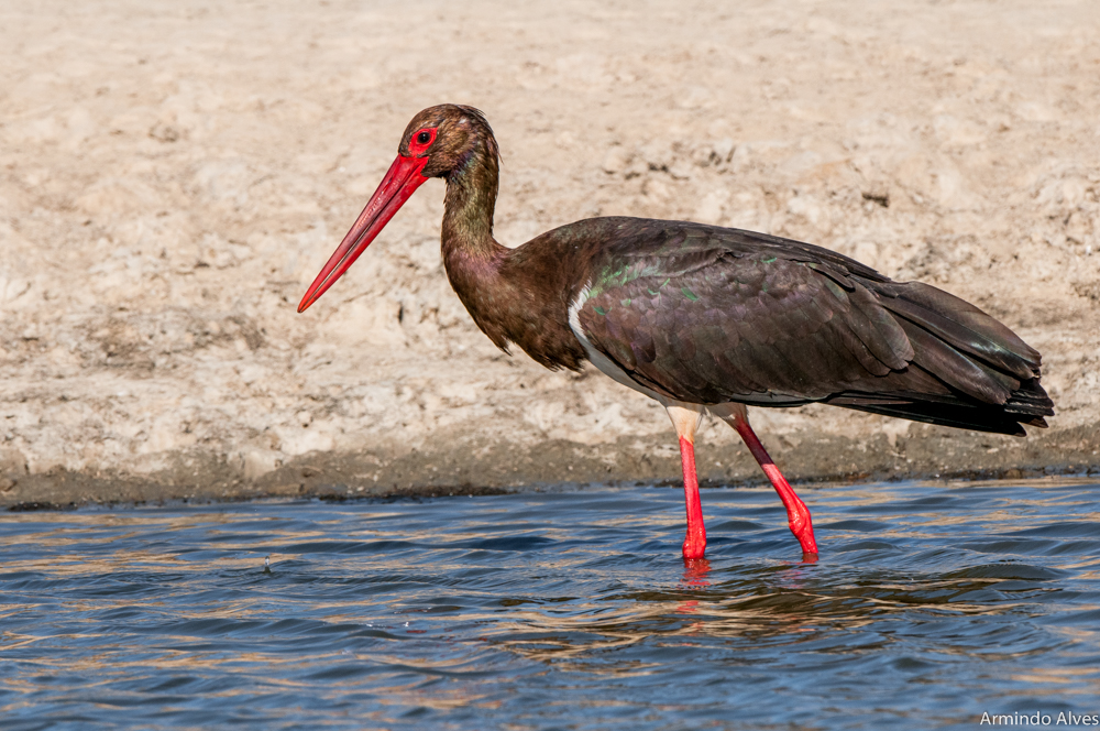 TERRA VIVA: CEGONHA-PRETA