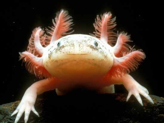 animales: Axolotl o Axolote de Mexico Mauro del Corro