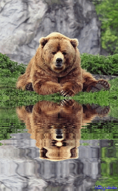 Gif animados andy: Gif animado de un oso