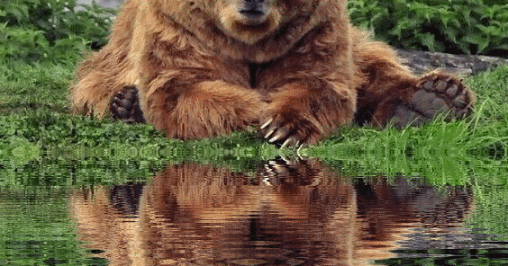 Gif animados andy: Gif animado de un oso