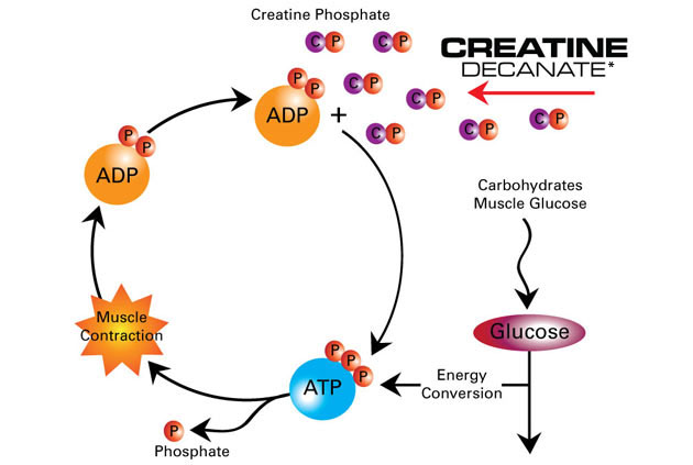Choose Health and Happiness: The Benefits of Creatine