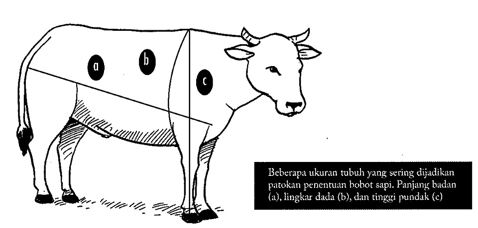 Menghitung berat badan sapi - SUMBER MULYO