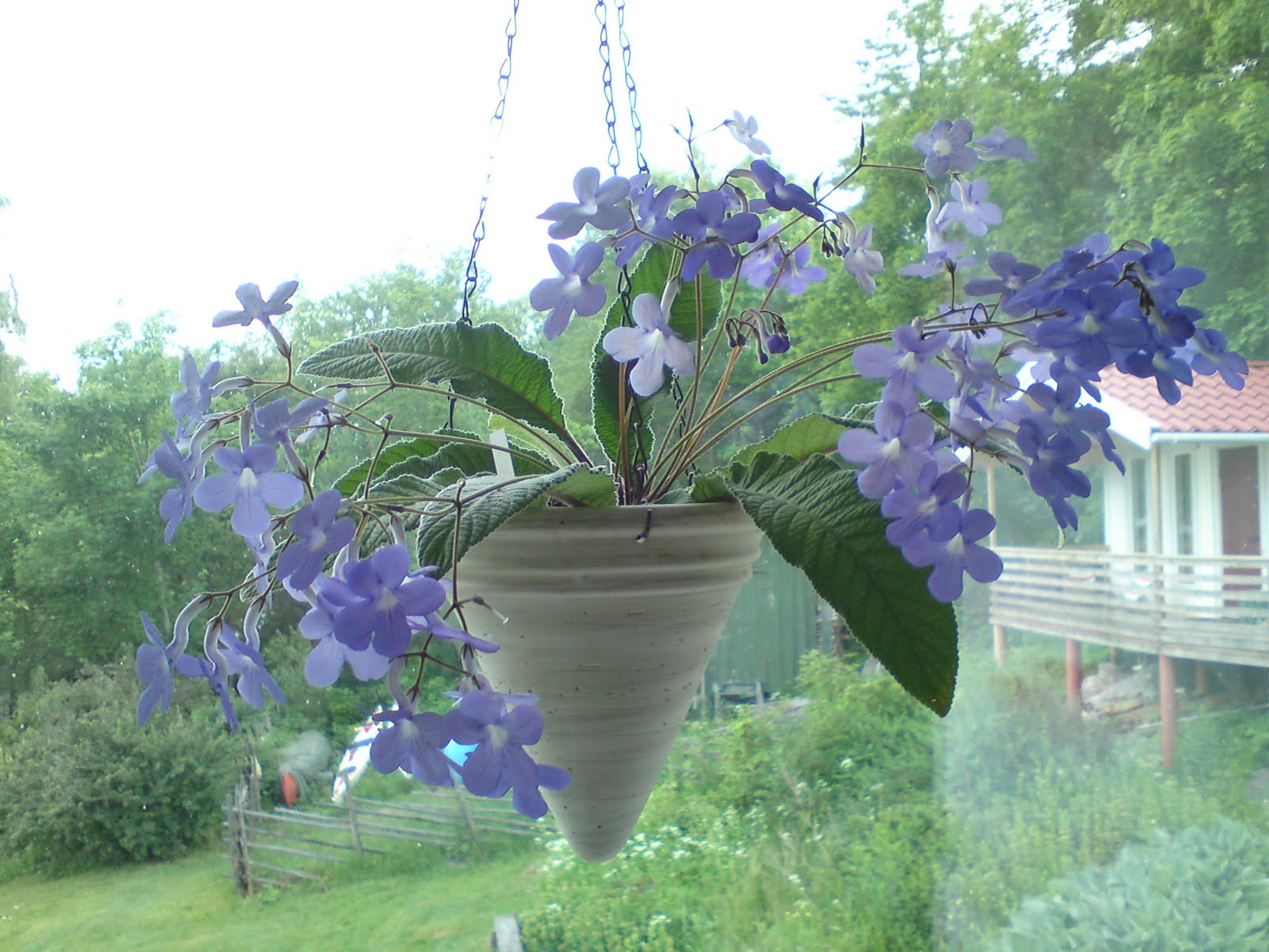 Streptocarpus "Falling stars"