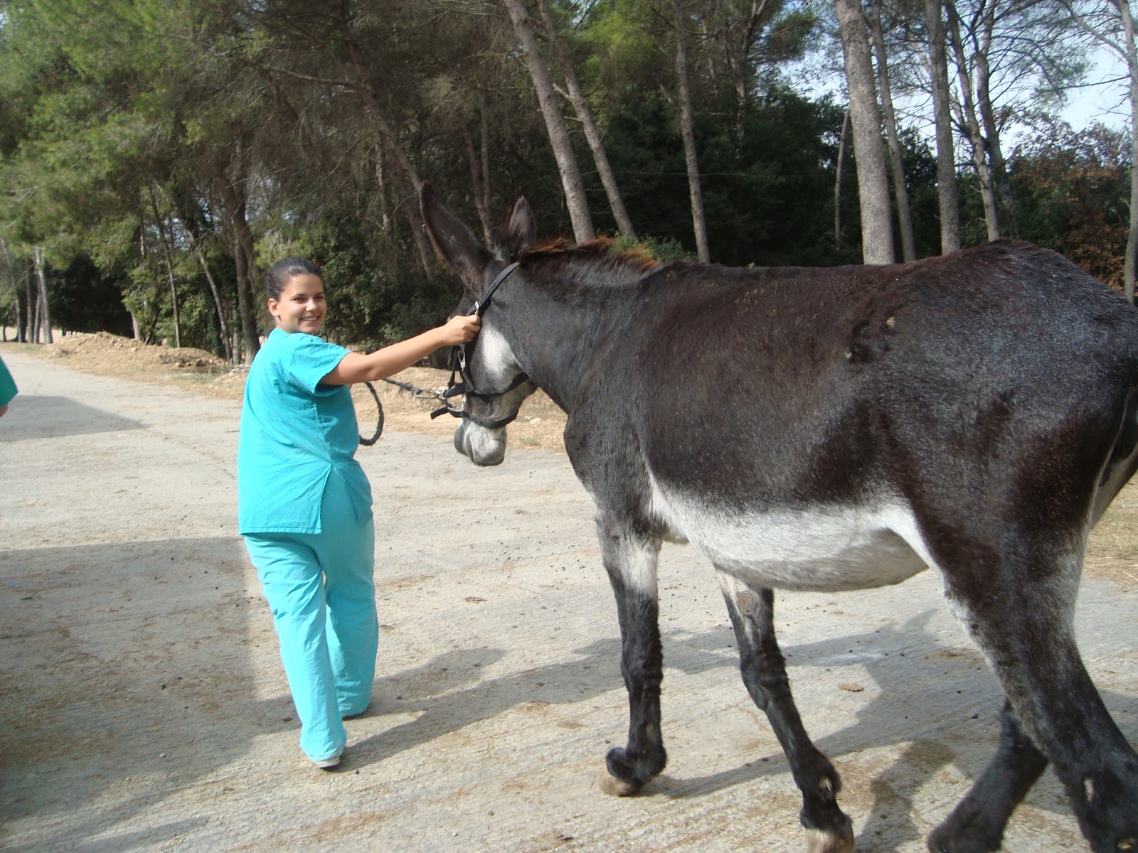 CATALONIAN DONKEYS' REPRODUCTION AT AUTONOMOUS UNIVERSITY OF BARCELONA ...