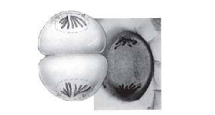 Meiosis dan Tahap-tahap dalam Meiosis - SERBA SERBI