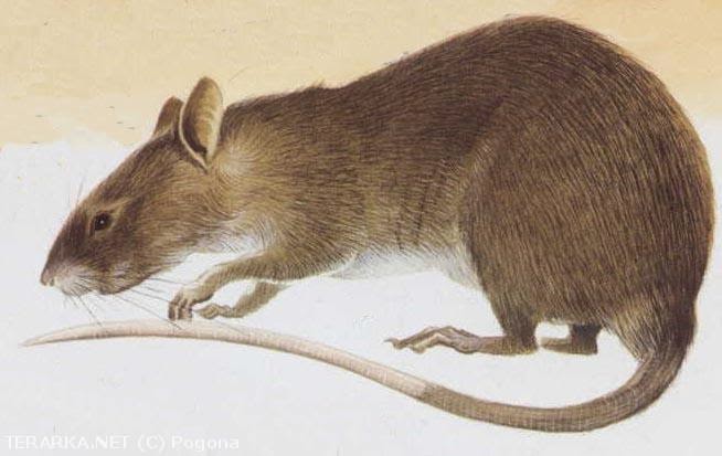 Pro slepičí kvoč - na Rovninách: Potkan vs. Krysa