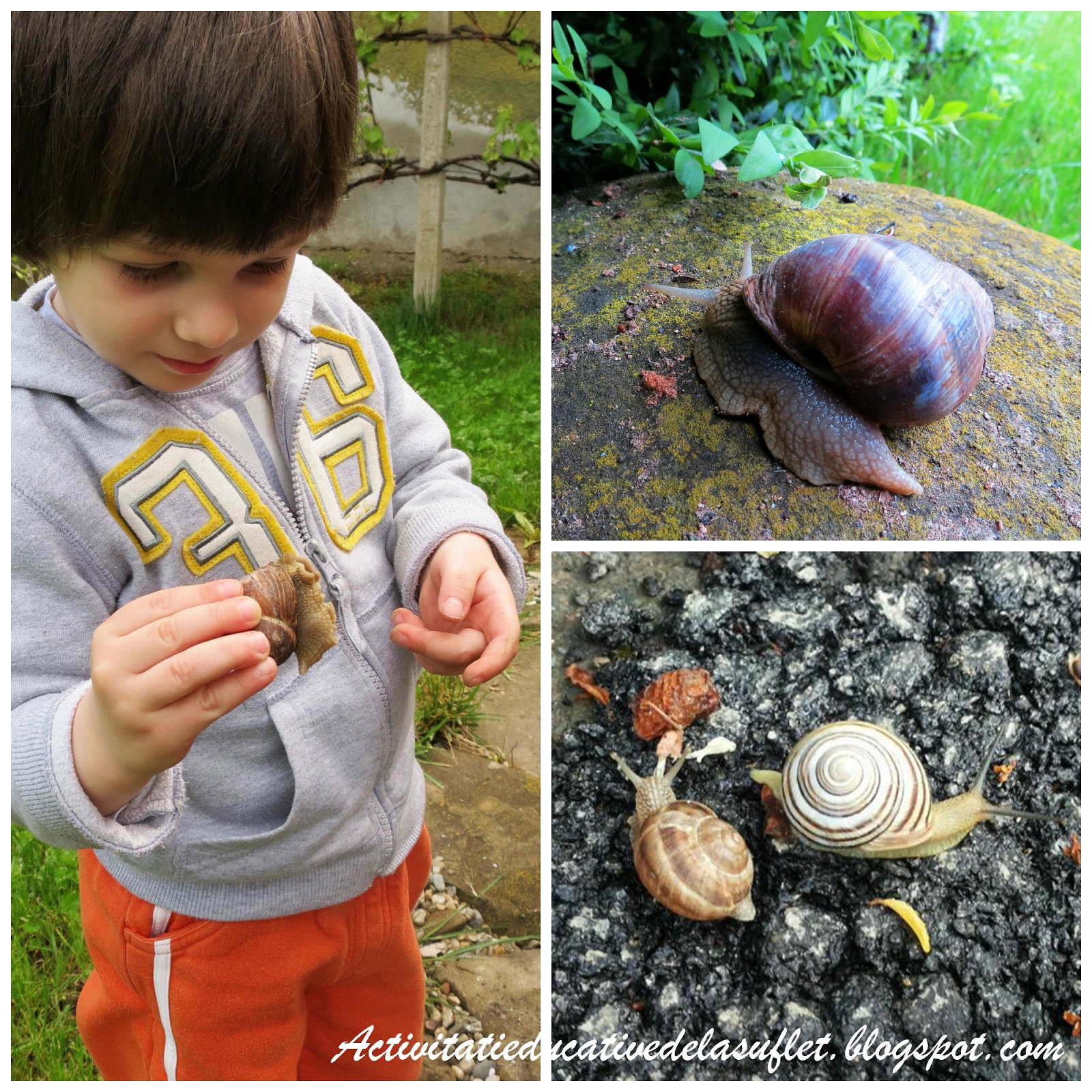 Activitati educative de la suflet la suflet: Melcul (2 ani si 9 luni)