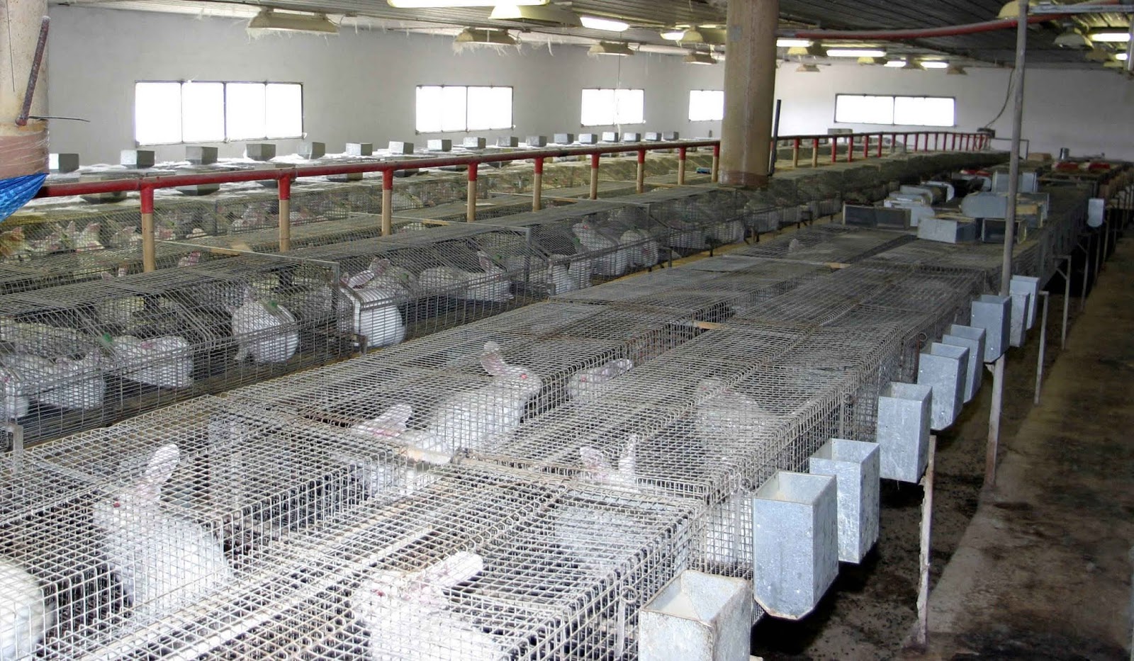 French Vocabulary Illustrated: clapier