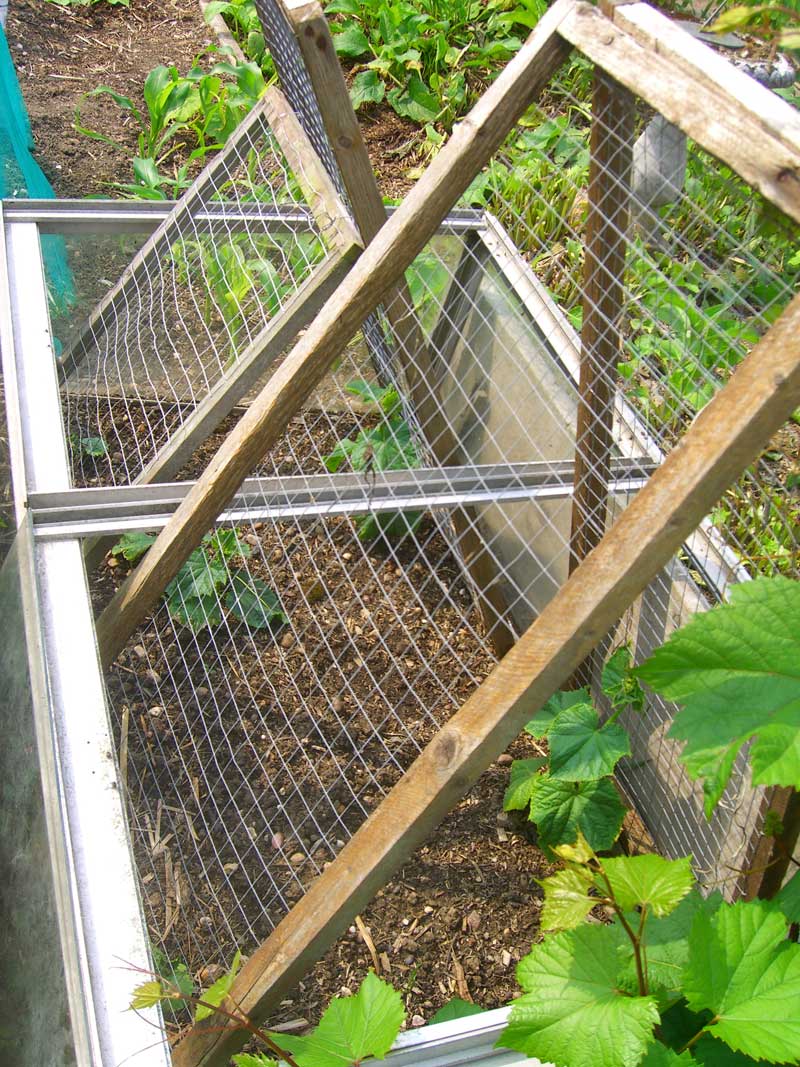 Allotment Garden: June 2013