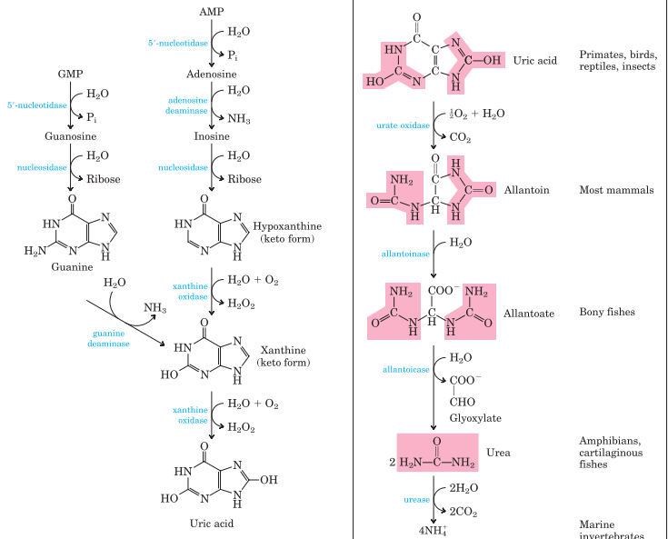 Meja Putih: Hidup, Mimpi dan Semangat: Gout Ditinjau Dari Katabolisme ...