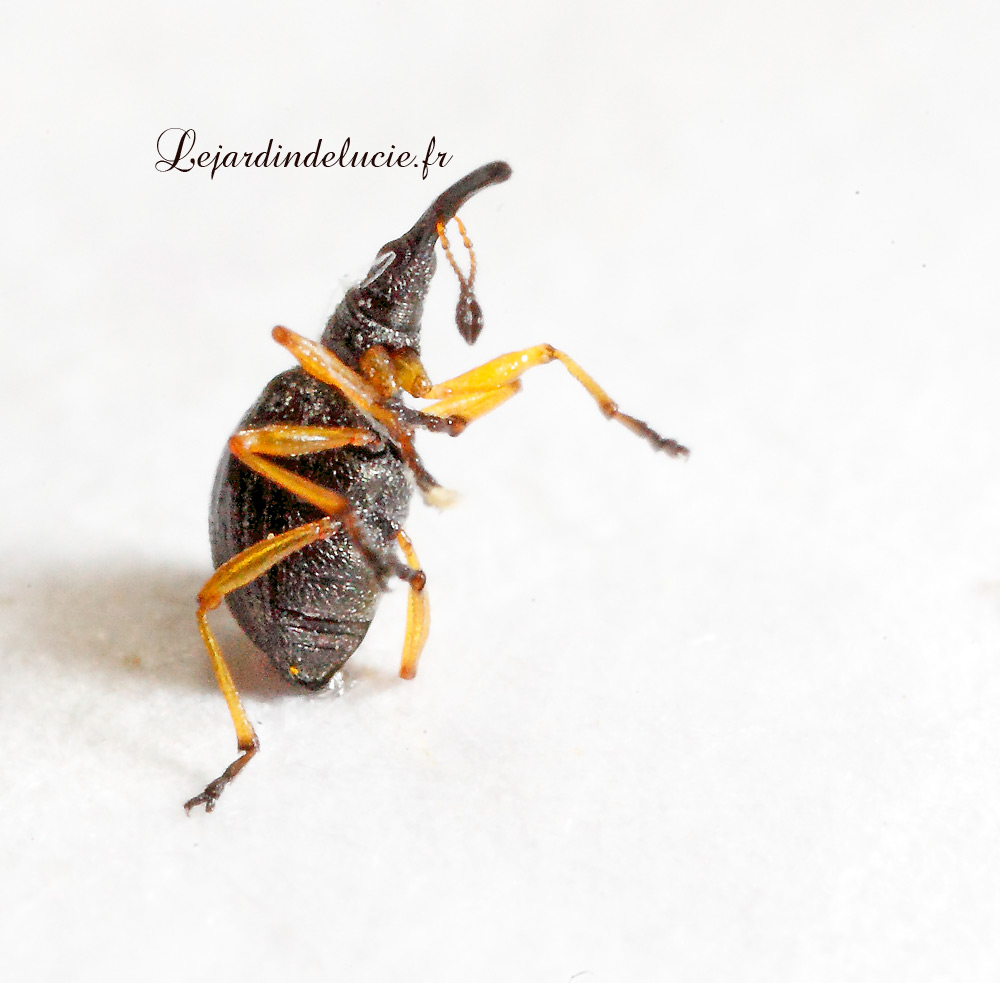 Protapion fulvipes,un petit mâle, noir et jaune.