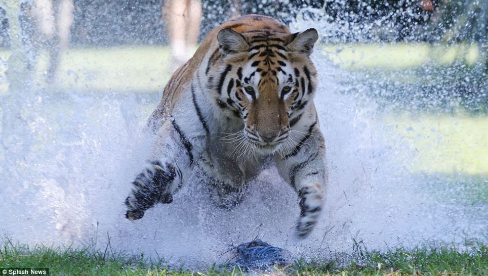 White Wolf : Breathtaking rare footage of tigers running at full speed ...