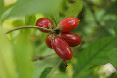 Williams Nursery: BUAH AJAIB