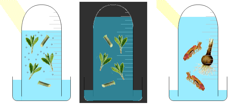 Jean Senebier Experiment