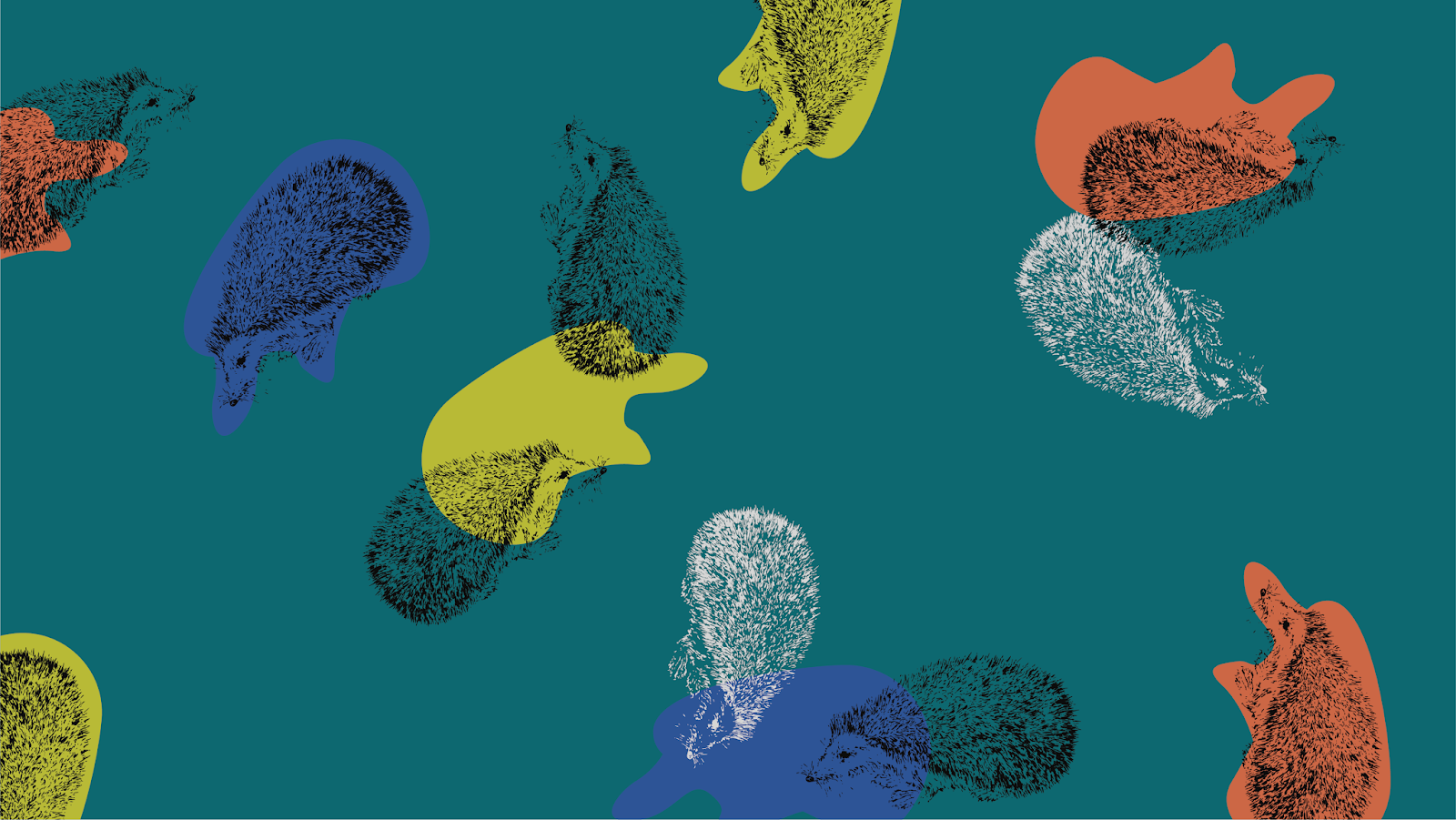 Eriza – Packaging Of The World