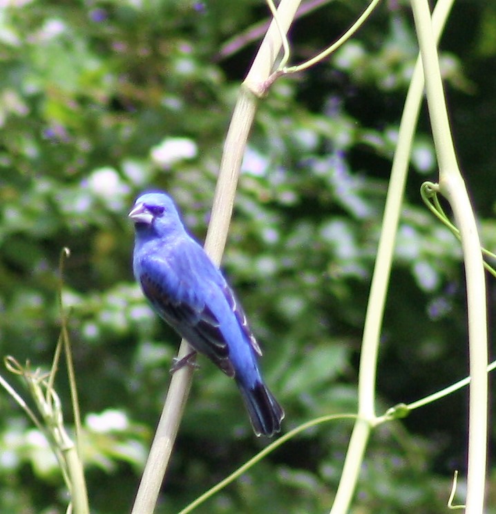 My Farmhouse Blue: Backyard Birding