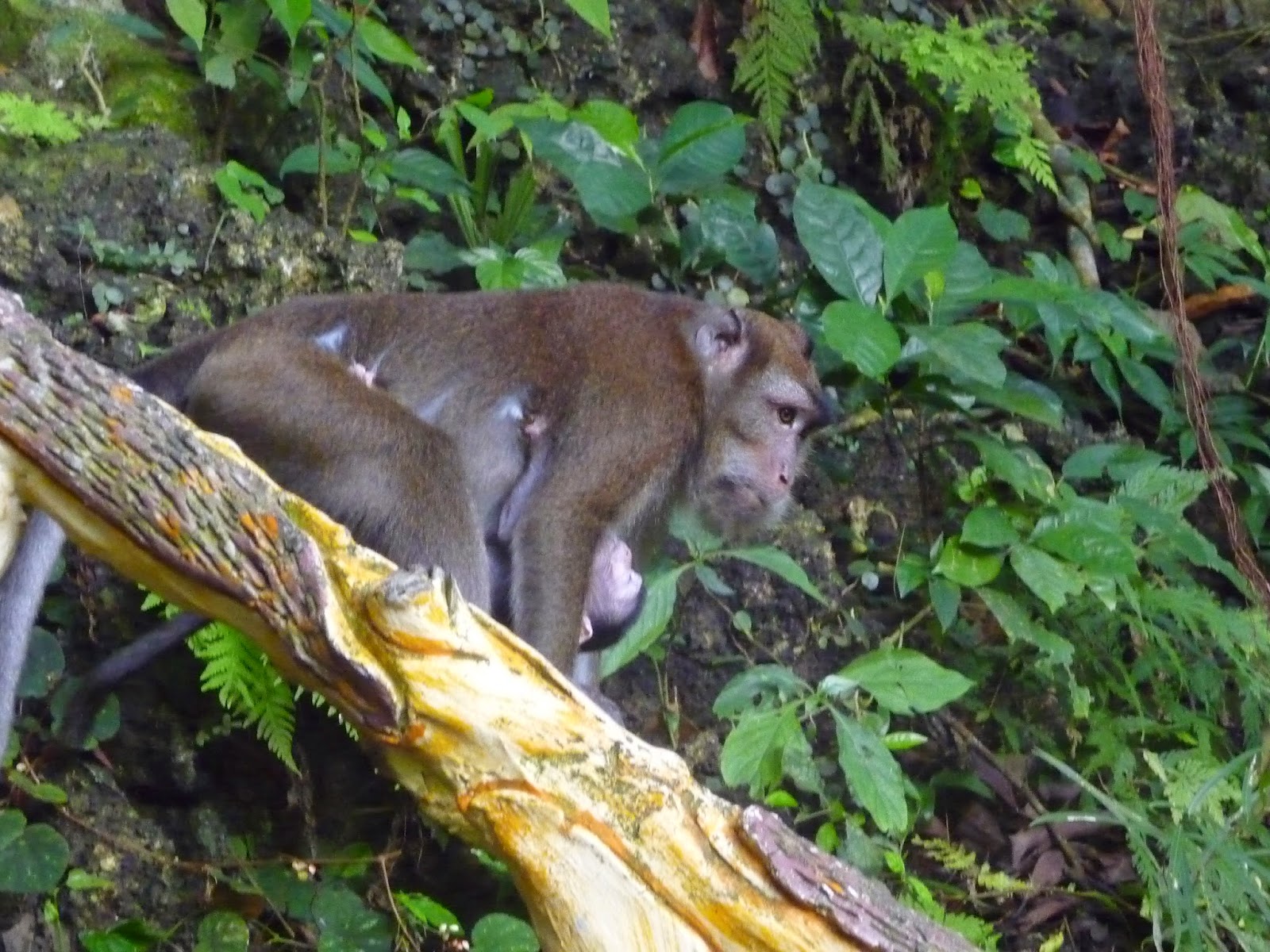 Leyte Places: Hindang Caves and Wild Monkeys