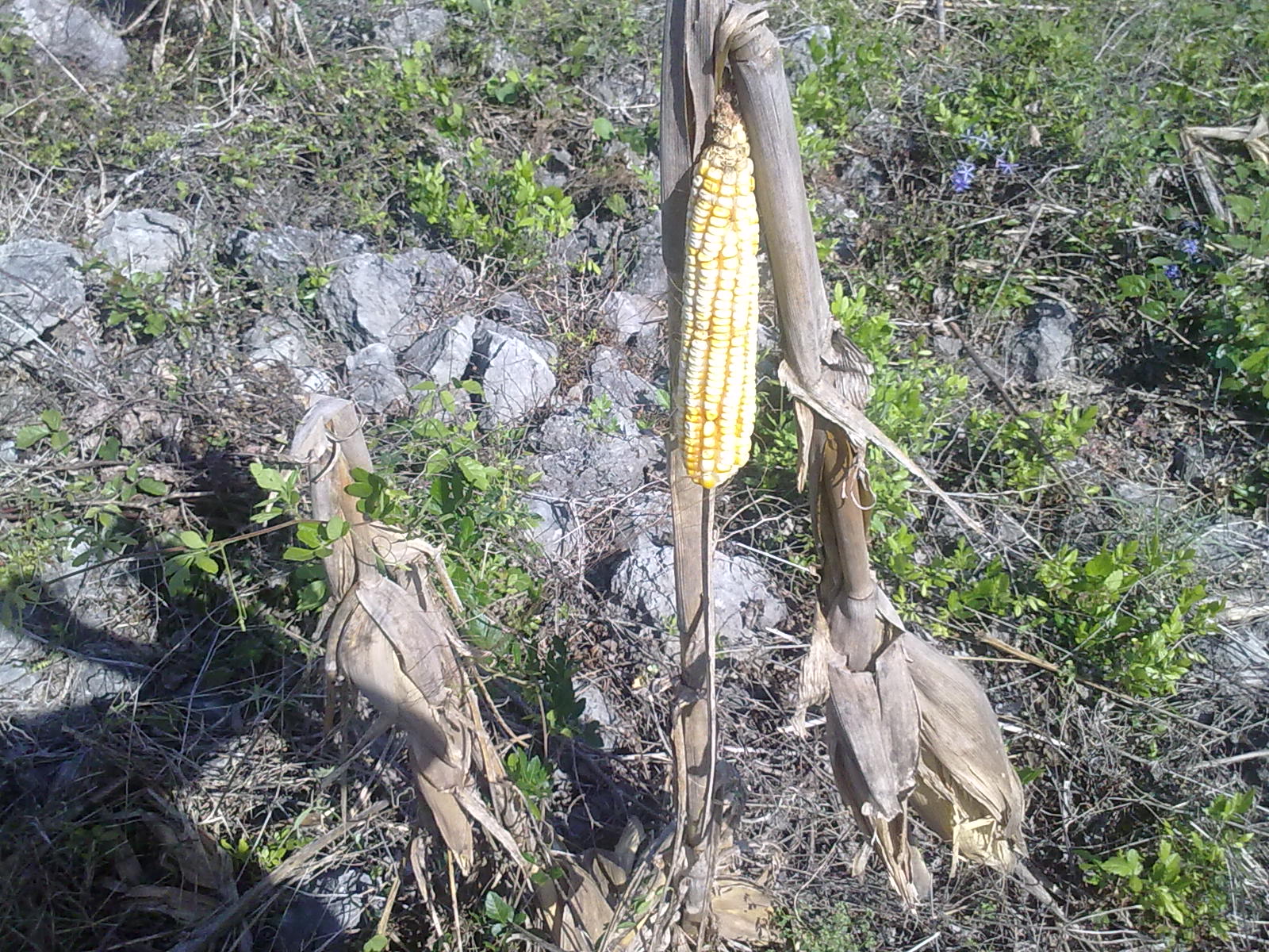 Yucatan Permaculture Experiment