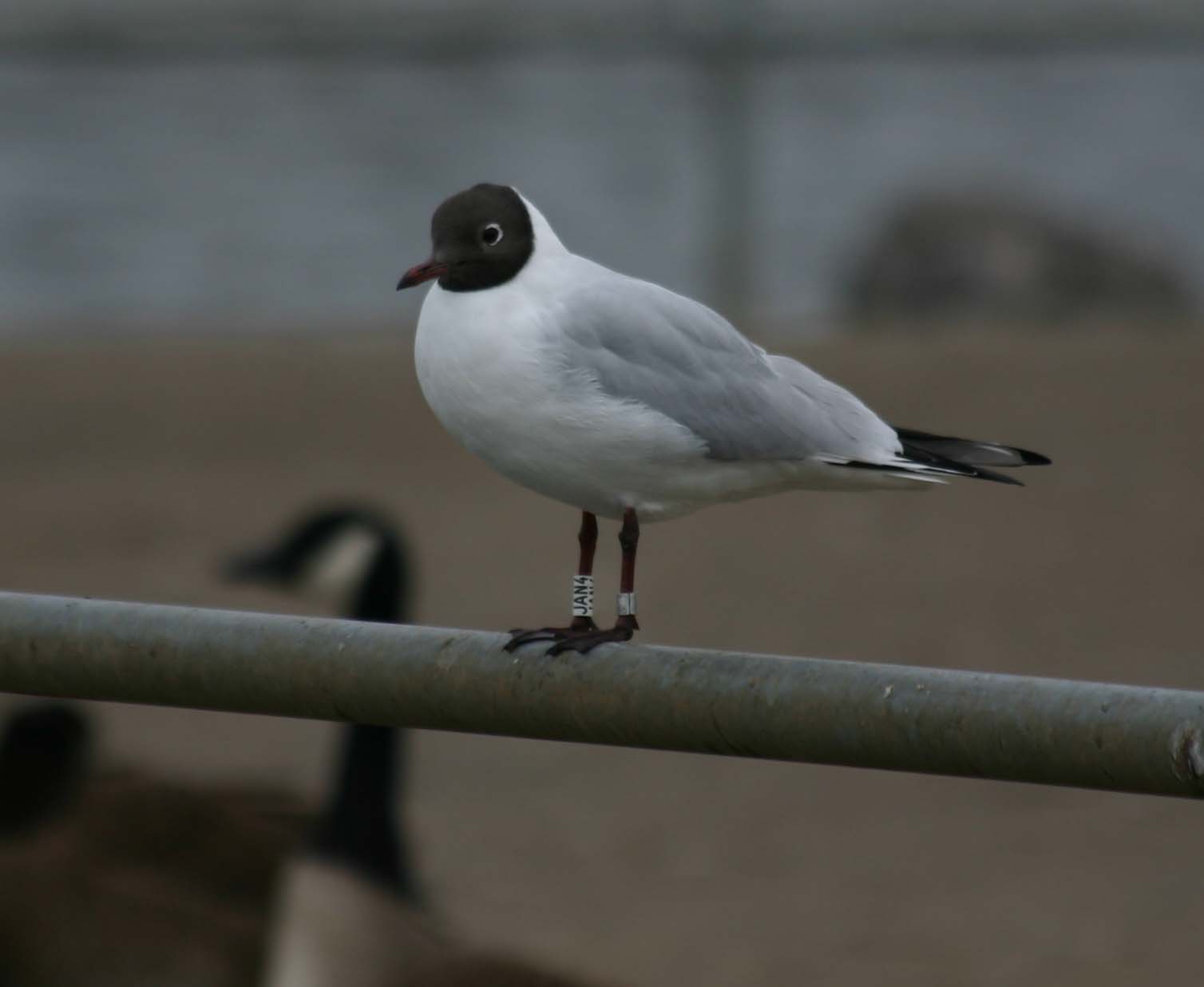 Colour ringed and ringed Gulls at Watermead CP South
