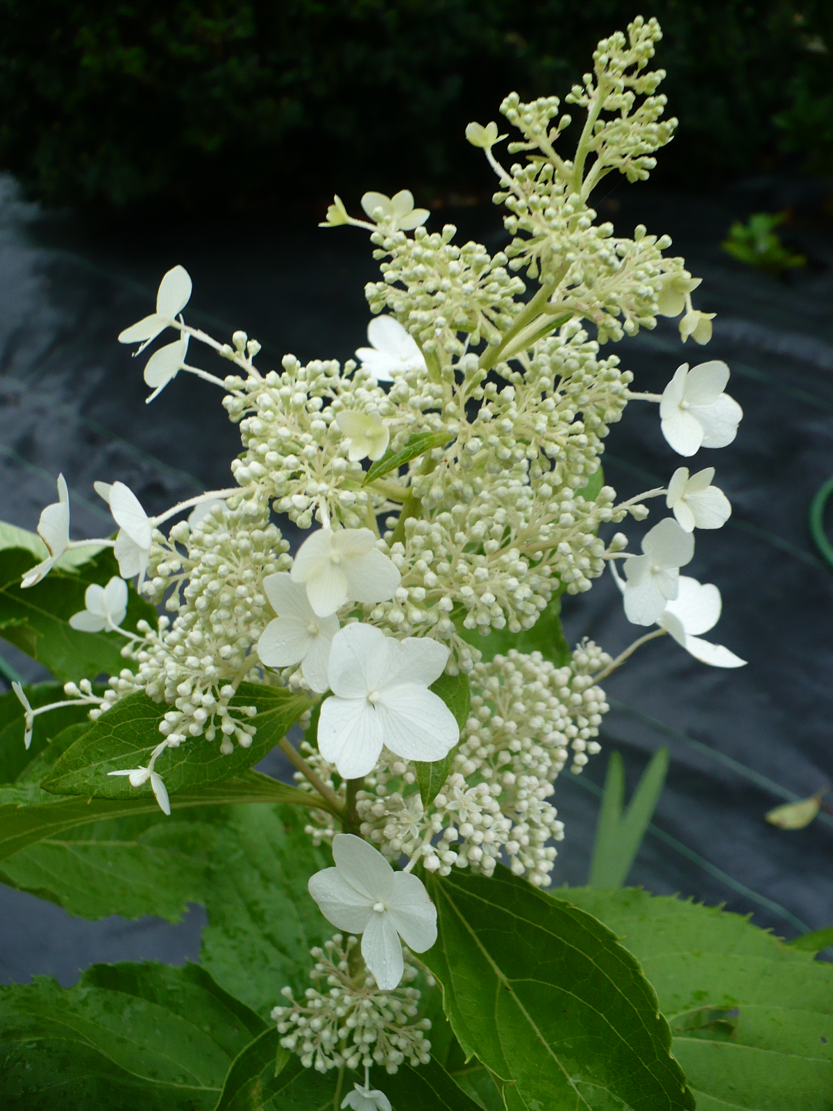 Hydrangea, Hortensja: Hydrangea paniculata (Hortensja bukietowa) 'Papillon'