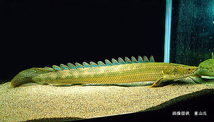 Mania de Aquário: Polypterus sp.