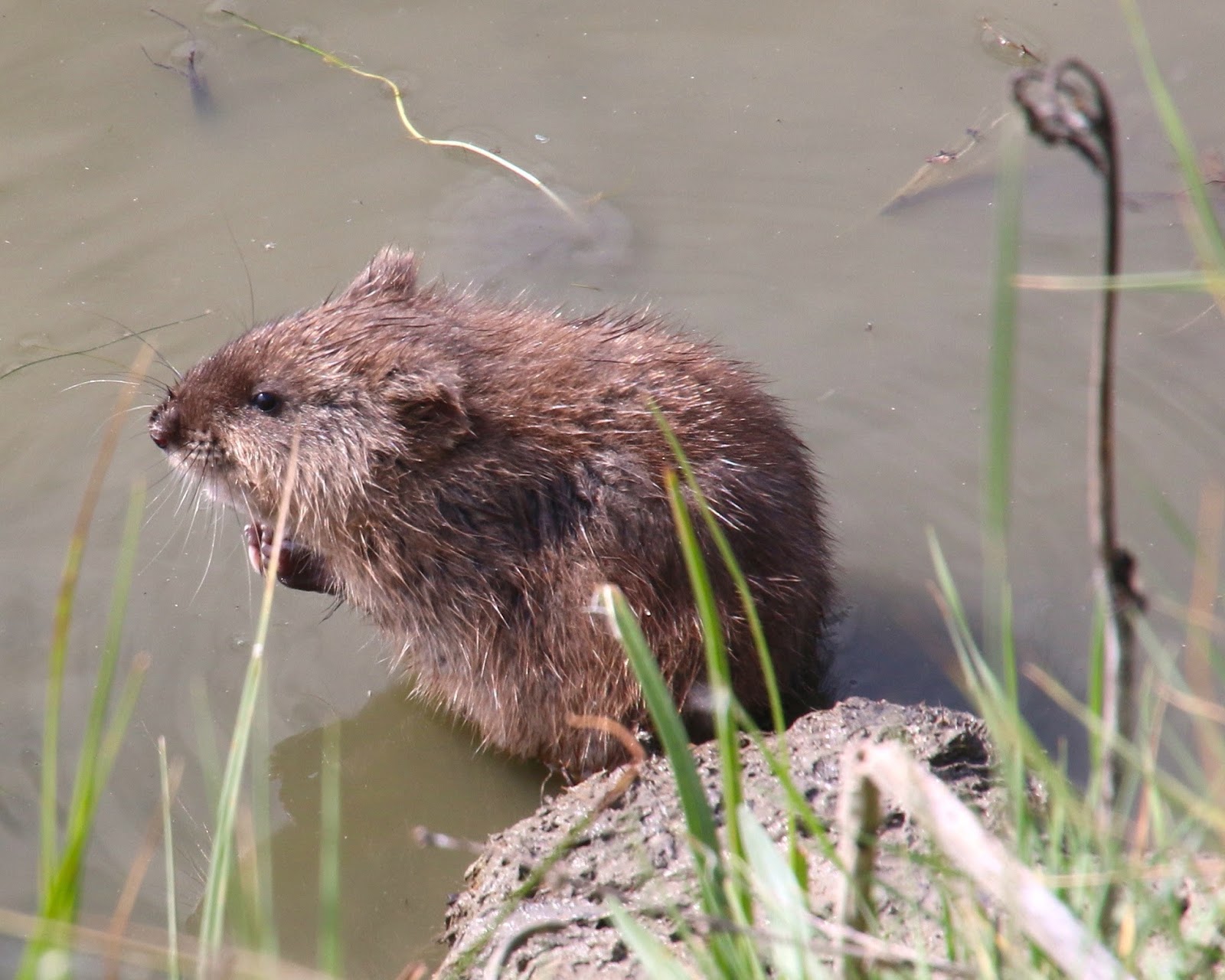 Ty and Ida On the Road: Iowa to Montana