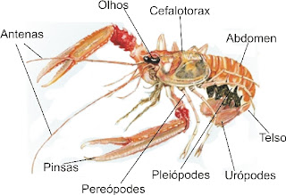 Crustaceos
