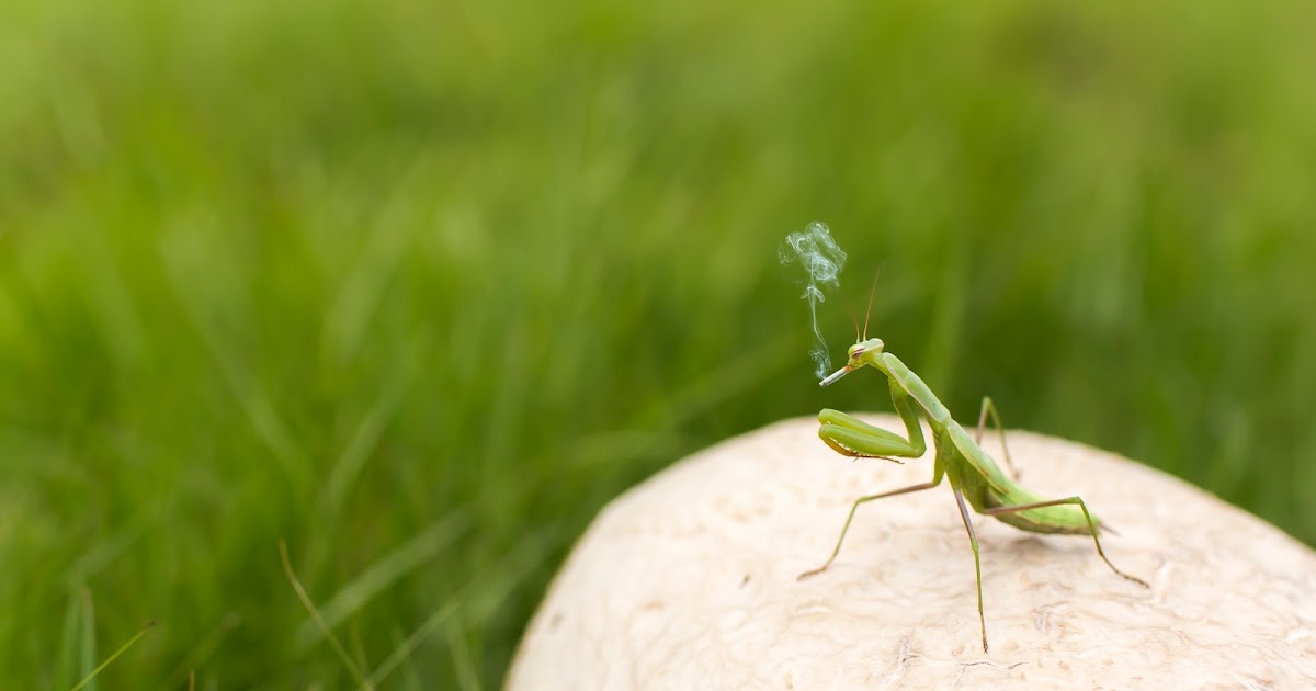 Free Hd Images Fifcu Purchased Green Grasshopper Flying Hi Res