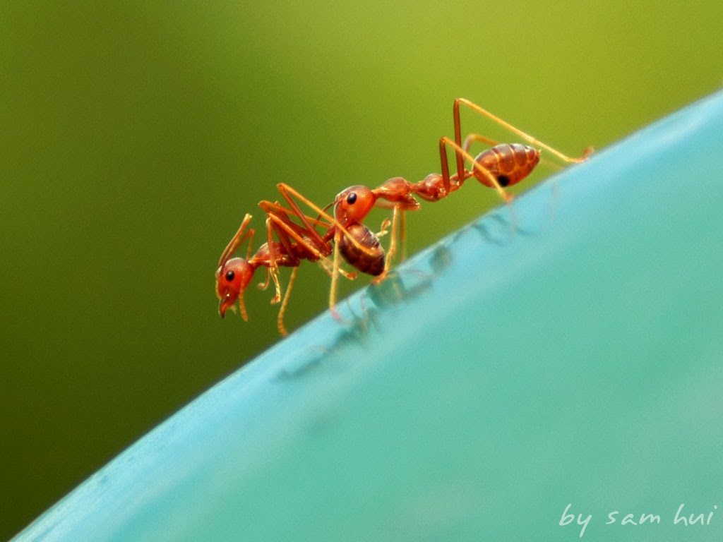 Ants Wallpaper on PC Free - beautiful desktop wallpapers 2014