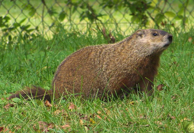 Groundhog | The Life of Animals