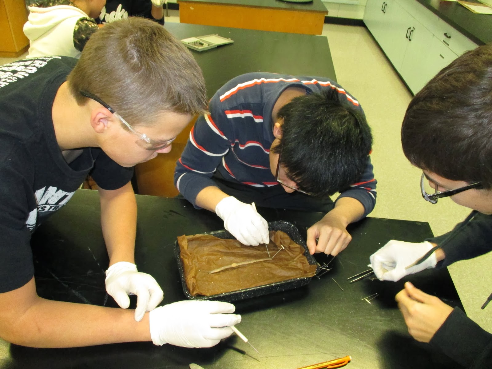 Ms Roach's Science Classes: First Dissection....DONE!!!