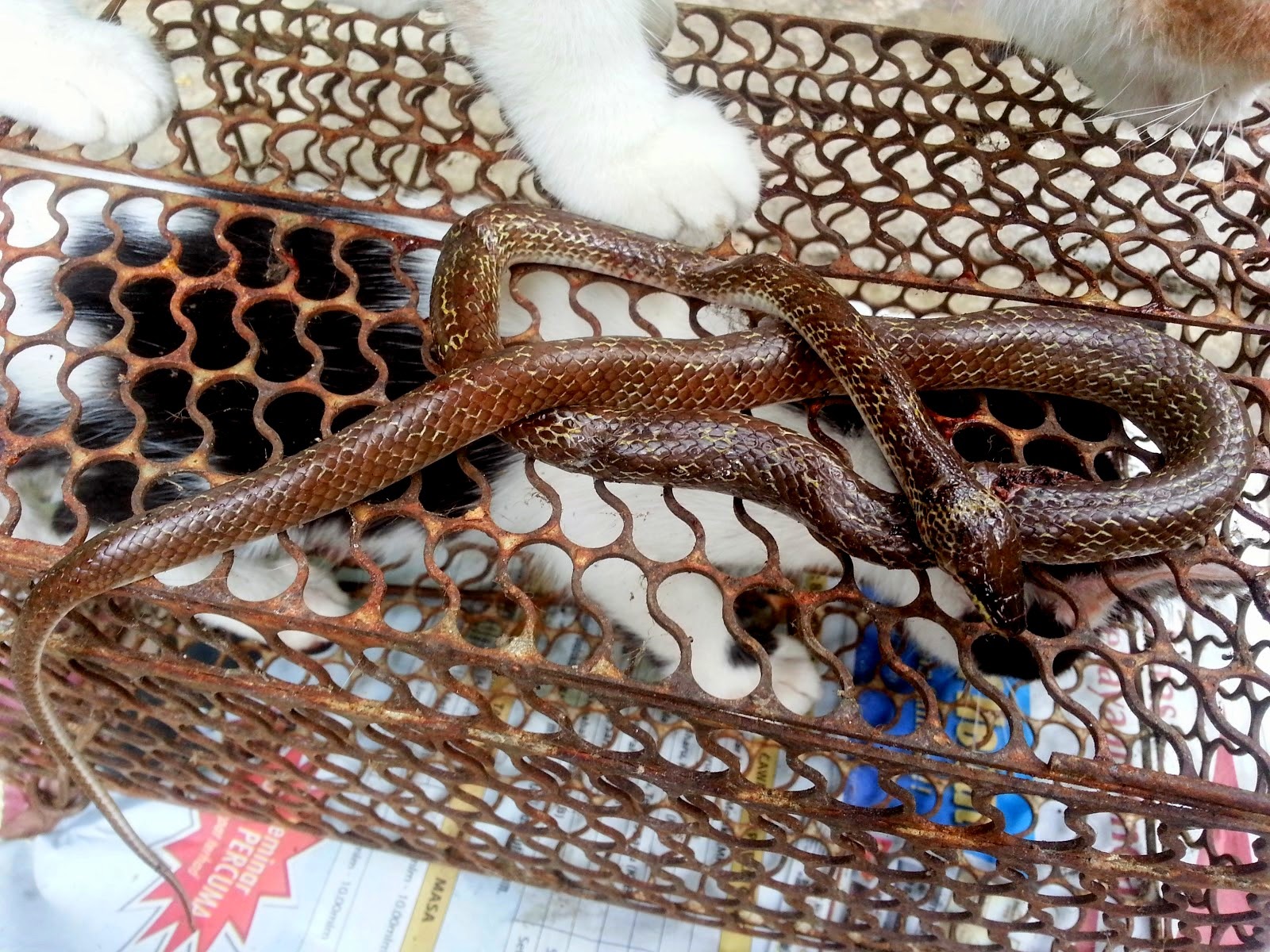 KUCING TERBIAR DOT COM: Ular cantik, ular sawa, ular tedung hitam, lipan