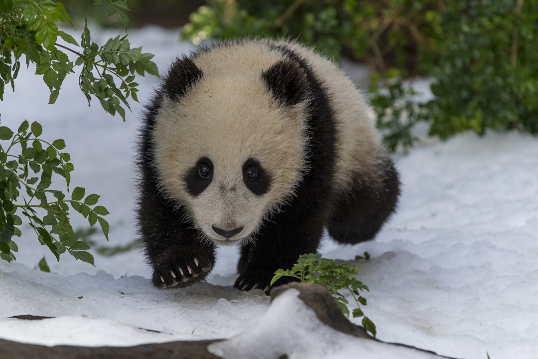 AnimalPalooza: Panda Cub Gets Cold Feet