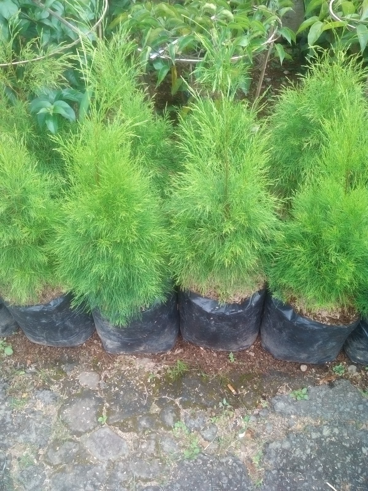 Jual pohon cemara balon | tukang taman murah | jasa pembuatan taman ...