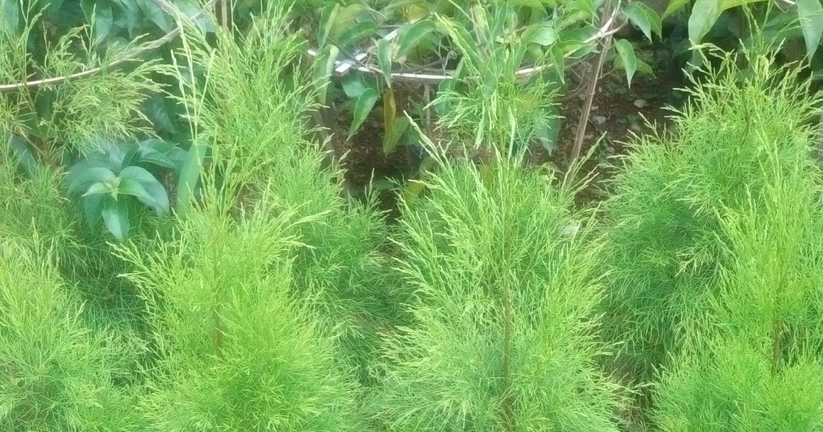 Jual pohon cemara balon | tukang taman murah | jasa pembuatan taman ...