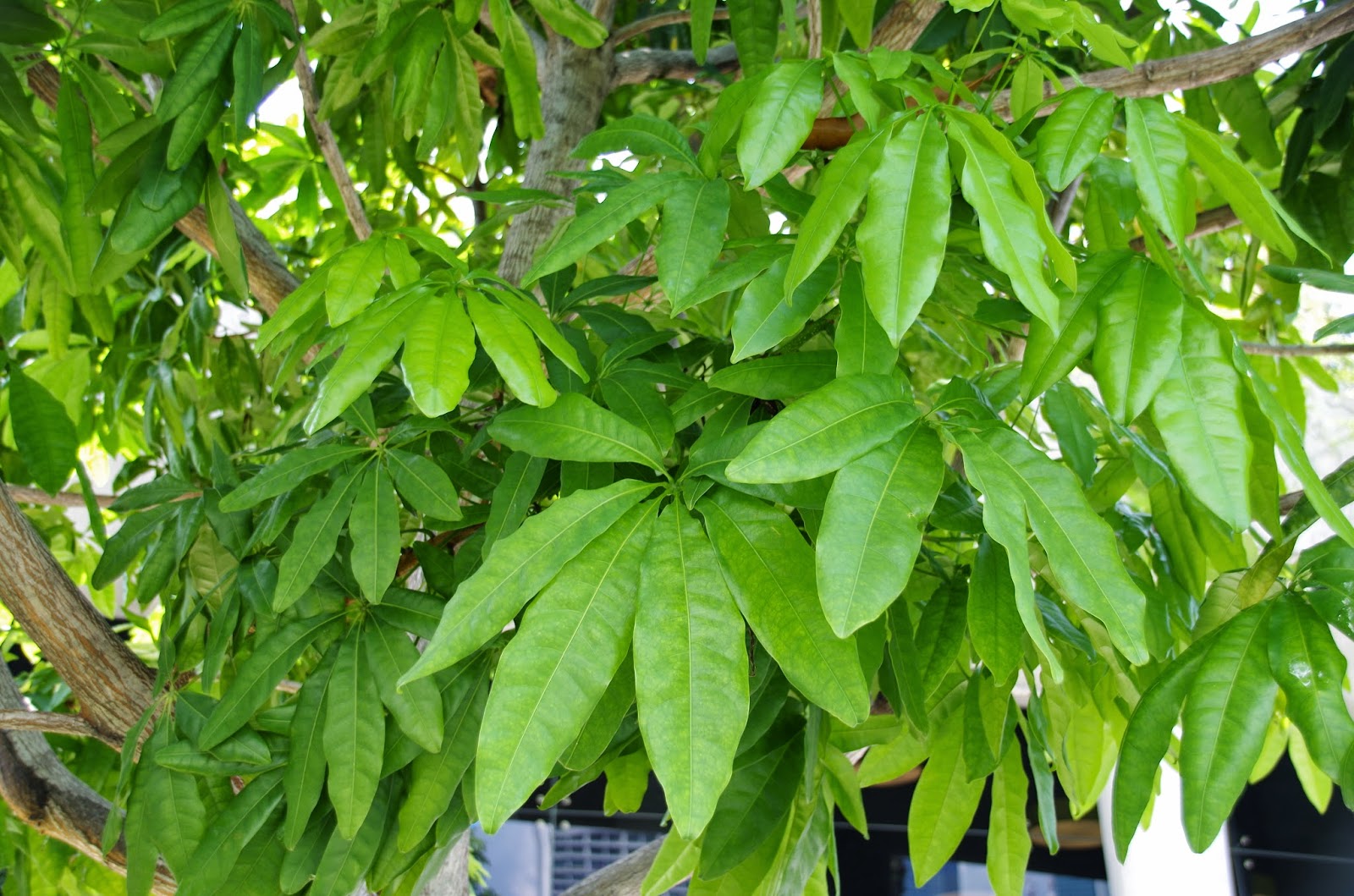 Trees and Plants: Money Tree, Guiana Chestnut