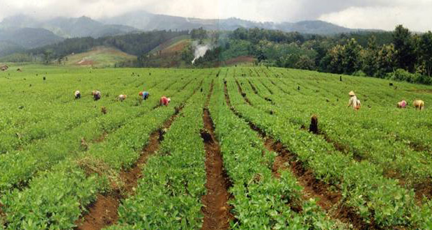 Perkebunan - AGRO BISNIS