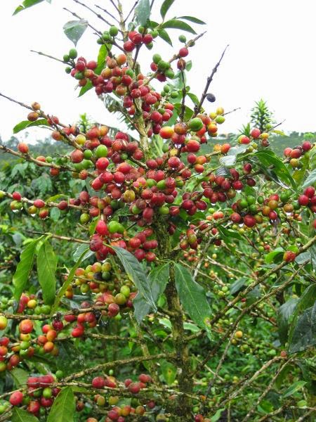 Coffee Unit: Coffee Plant & Beans