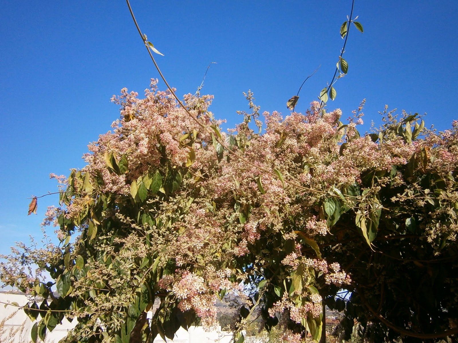 Zelando pela Chacrona e pelo Jagube: Segunda Floração do Jagube! Parte 2