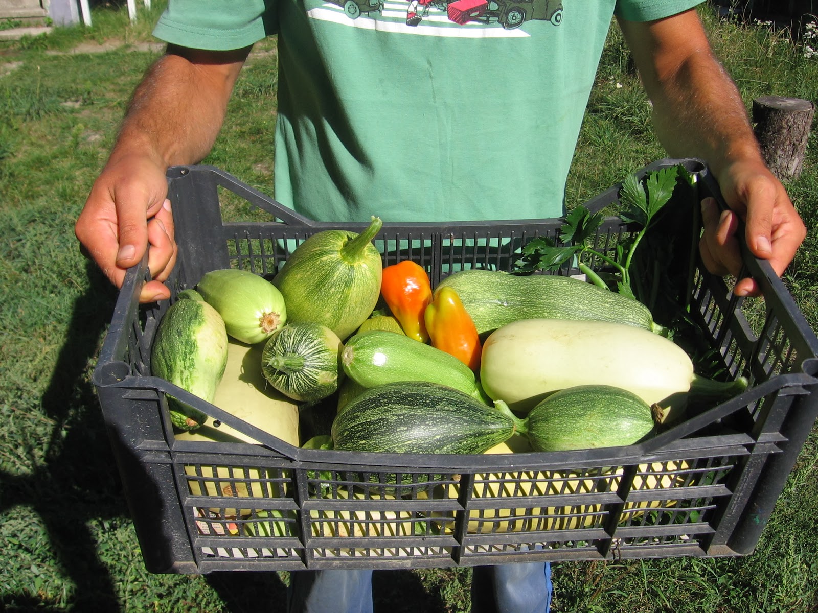 Seminte cultivate cu drag. Seminte Traditionale. Soiuri Romanesti de ...