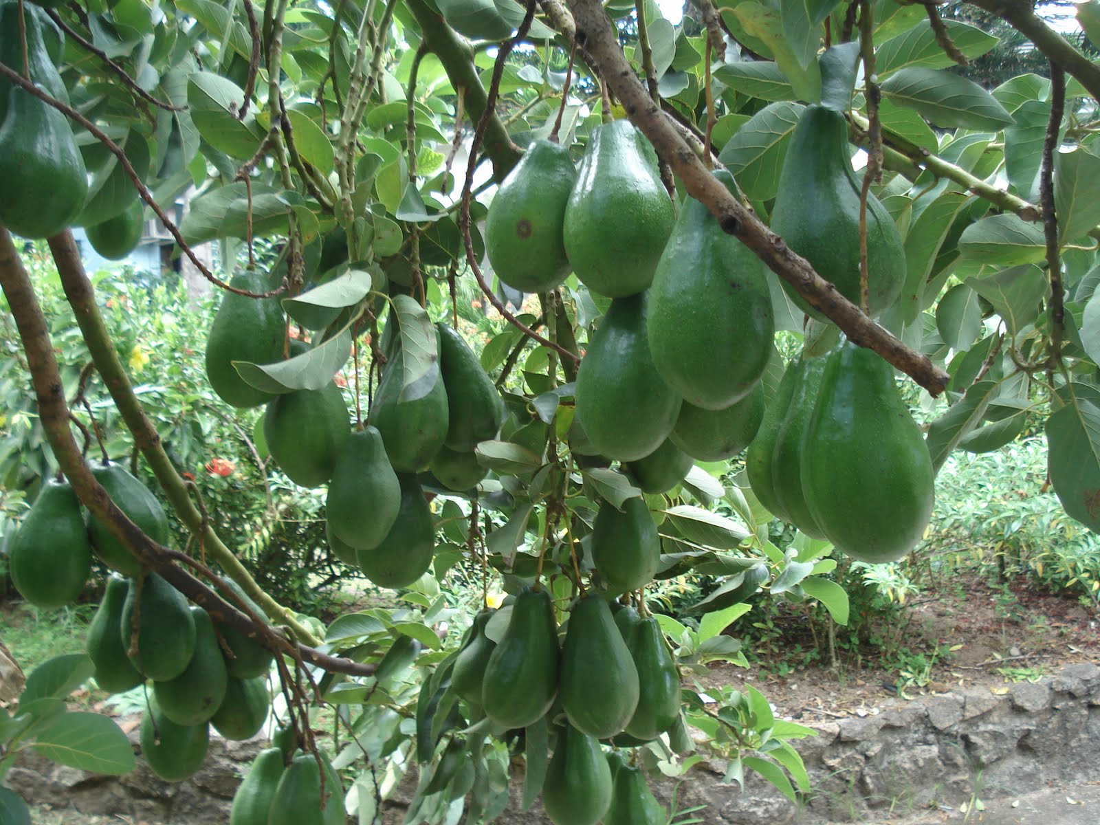 Mwambegele: PARACHICHI