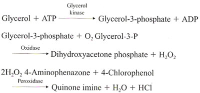 TRIGLISEROL (TRIGLISERIDA) | BiologiReguler B