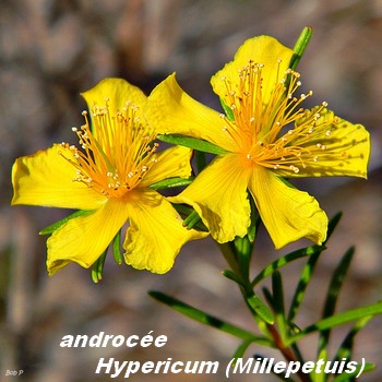 D'un sujet à l'autre: Angiospermes: plus loin avec les fleurs