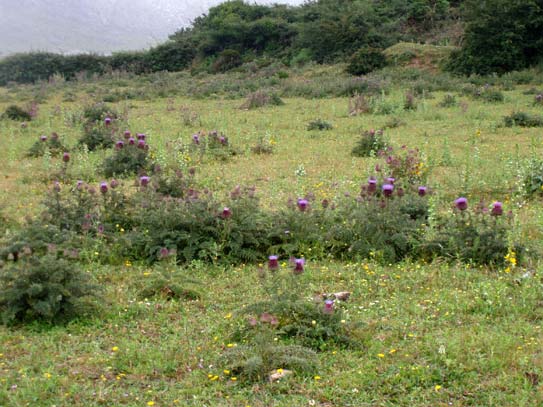 SENDERISMO EN EL RIF/RANDONNÉES DANS LE RIF: DHAR HAJAR Y FAHS LEMHAR ...