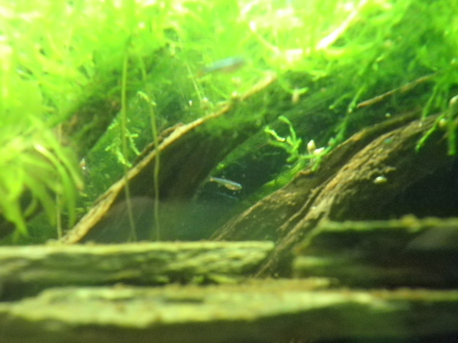 El Mundo Acuático by Osete: Neón chino