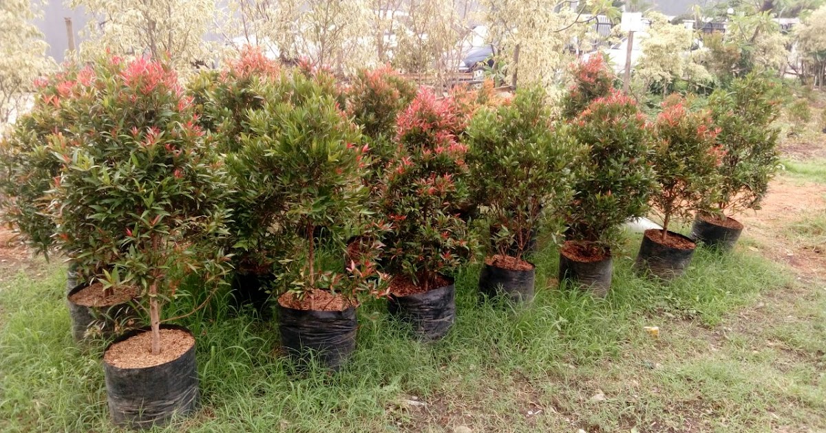 Jual Tanaman hias | Pohon pelindung | Jasa pembuatan taman: Jual ...