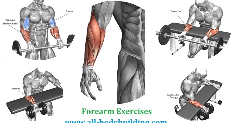The Four Best Forearm Exercises ~ multiple fitness